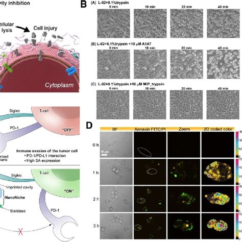 A Schematic Illustration Of Molecularly Imprinted Polymers Download Scientific Diagram