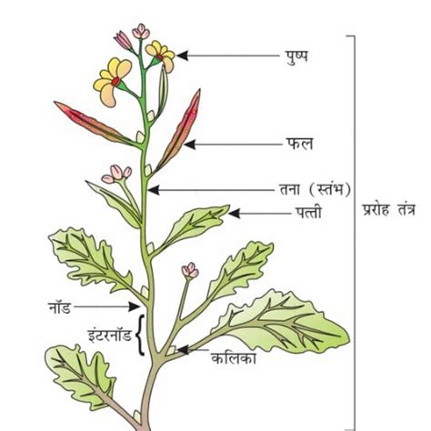 Rp Classes Official Youtube