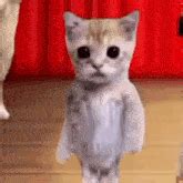Cat Dancing Meme Dancing  Cat Dancing Meme Dancing Cat Discover