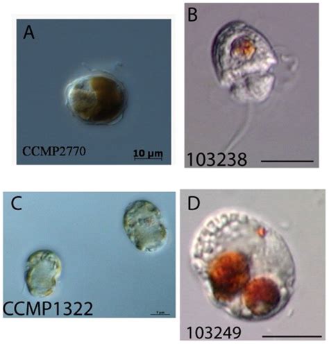This Genus Showed One Of The Highest Levels Of Strain Name