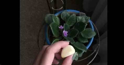 Тайната на цветарките в магазина скилидка чесън в саксията и всичко избуява и цъфти За Жената