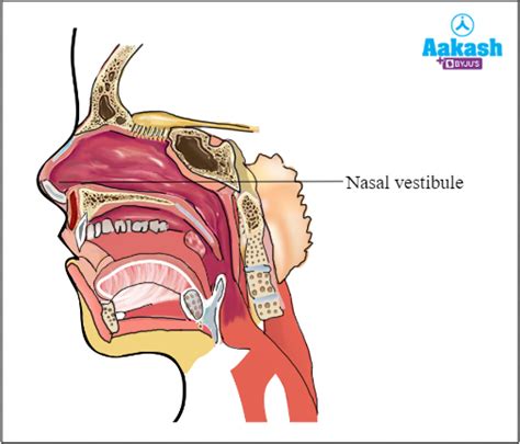 Human Respiratory System In Biology Definition Types And Importance