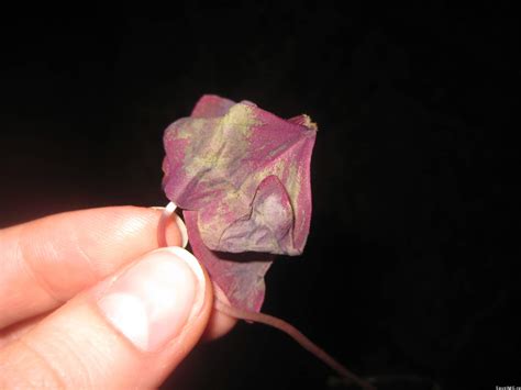 Кислица комнатная уход в домашних условиях выращивание и размножение