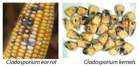 Ear Rots And Kernel Molds Wyffels Corn Hybrids