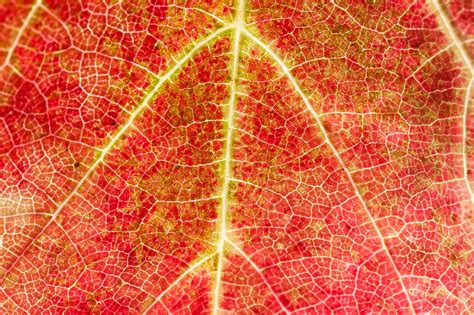comment protéger certaines cellules dans excel webographie