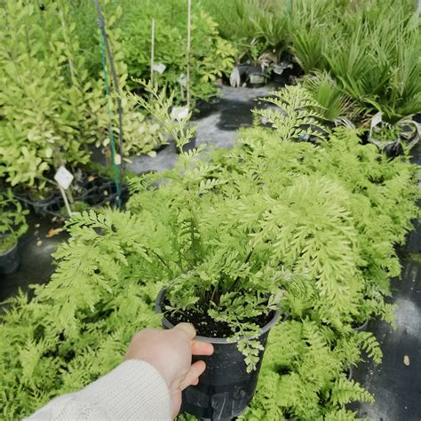 Asplenium Bulbiferum Pikopiko Hen And Chicken Fern — Naturally