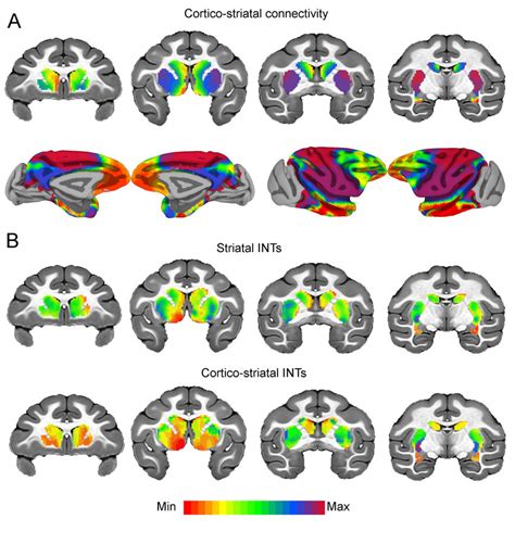 Cortico Striatal Functional Connectivity Fc Is Related To Intrinsic Download Scientific