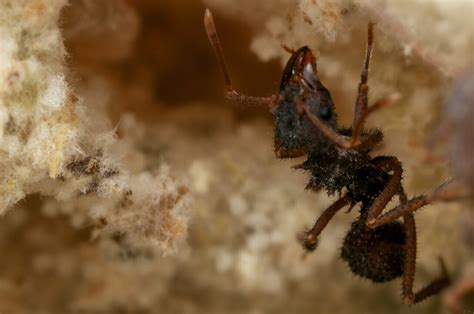 Examining The Extent Of Coevolution Between Fungus Farming Ants And The Bacteria That Live On
