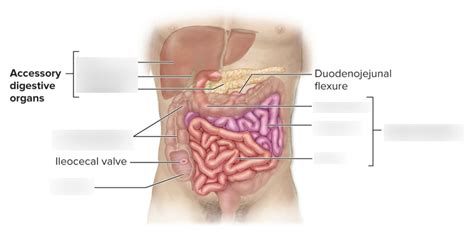 Lower Gi Tract Diagram Quizlet