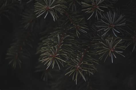 Premium Photo Tree Texture