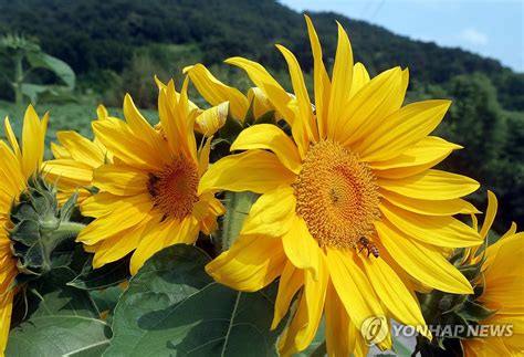 황금빛 물결 함안 강주해바라기축제 개막…주말 만개 예상