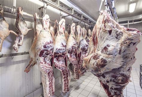 Refrigerated Warehouse Hanging Hooks Of Frozen Lamb Carcasses Cattles