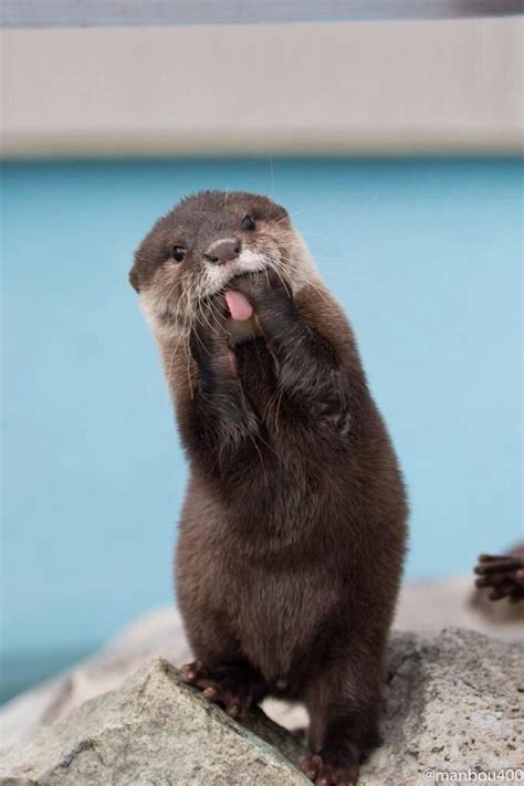 Country Life With Cute Otter Iloveotters Cute Otter Looking Up