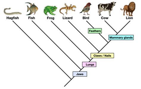 Classification Of Organisms Flashcards Quizlet