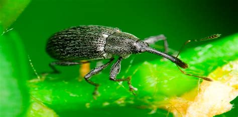 Вредители цветов и способы борьбы с ними часть 1