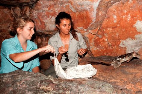 A Quoll Is Released After Being Microchipped And Having Its Sex Mass Download Scientific