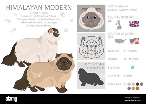 Himalayan Persian Cat Clipart Modern Type All Coat Colors Set All