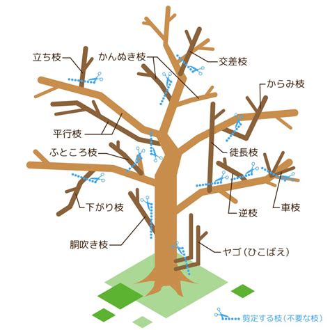 剪定とはどのような作業？おすすめ時期ややり方のコツ 剪定・伐採・草刈りなど庭手入れ専門造園業者 剪定・伐採・草刈りなど庭手入れ専門造園