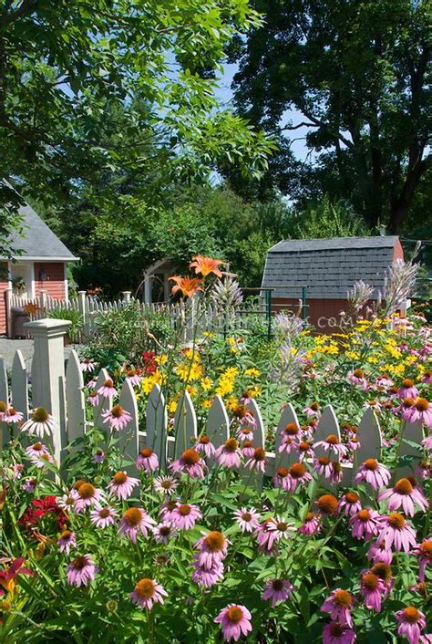 Purple Coneflower In Mass So Dreamy Backyard Decor Flower Garden
