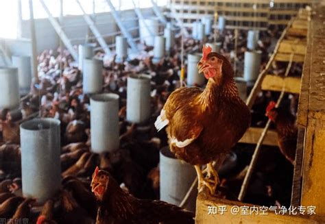冬季养鸡场除氨气很重要怎样做效果更好 知乎