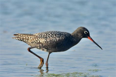 ツルシギ 夏羽 野鳥撮影や風景花の写真