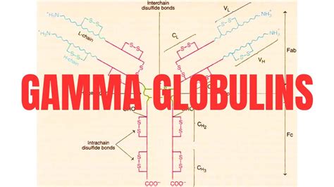 Gamma Globulins Introduction All Types Of Protein Part 16 Youtube
