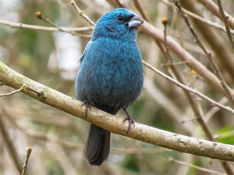 Glaucous Blue Grosbeak Ebird