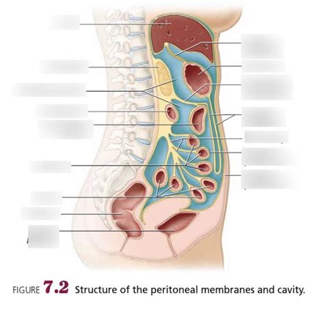 Peritoneal Membranescavity Diagram Quizlet