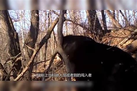 冬眠中的狗熊会被吃掉吗专家冒死寻找熊窝找到真相 熊窝 狗熊 寻找