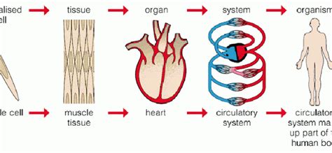 What Is The Relationship Between Tissues And Organs Quora