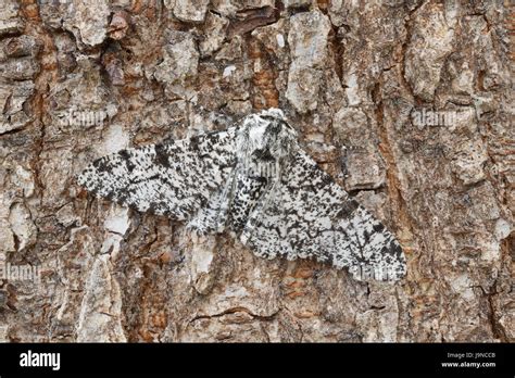Peppered Moth Biston Betularia Pale Form Camouflaged On A Tree Trunk