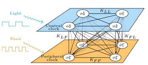 Synchronizing Your Internal Clocks May Help Mitigate Jet Lag Effects Of Aging