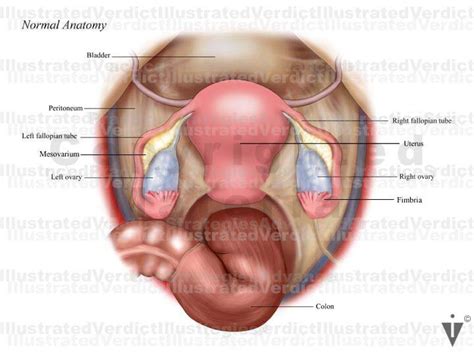 Female Pelvic Anatomy Laparoscopic
