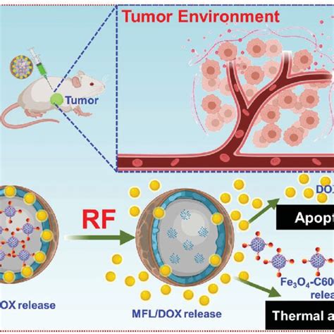 Radiofrequency Ablation Rf Of Chemotherapy And Radiotherapy Method Download Scientific Diagram