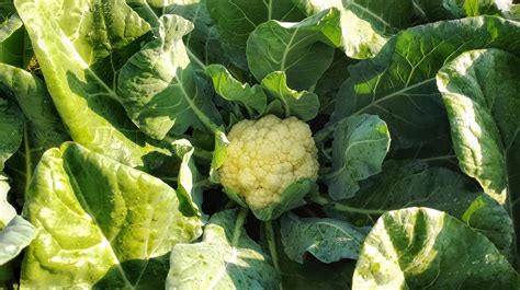 မုဒုံမြို့၌ စားဖိုဆောင်သီးနှံ ပန်းဂေါ်ဖီစိုက်ခင်းများ အောင်မြင်ဖြစ်ထွန်း Information And