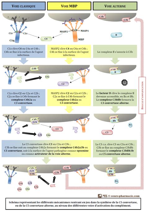Complement Fixation Test Animation