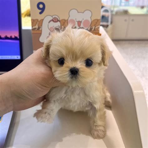 퍼피에몽 ᐢ ̫ ᐢ 강아지분양 미니비숑분양 말티푸분양 말티즈분양 동글동글하고 뚜렷한 이목구비가 너무 예쁜 크림말티푸 소다🧡🧡 가족을 기다리며 잠시 머물다 가는