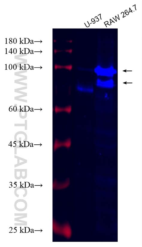 Cd68 Antibody Cl750 66231 Proteintech