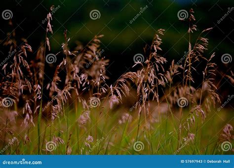 Summer Grasses Royalty Free Stock Image 25960300