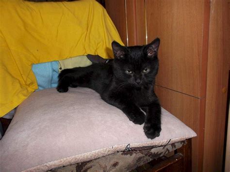 Черный котенок мальчик картинки и фото Koshka Top
