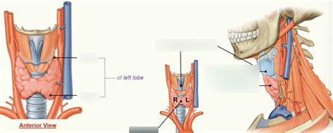 Diagram Of 1 The Thyroid Gland Diagram Quizlet