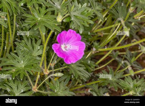 Single Flower Of A Geranium Dissectum Or Cut Leaved Cranes Bill Stock
