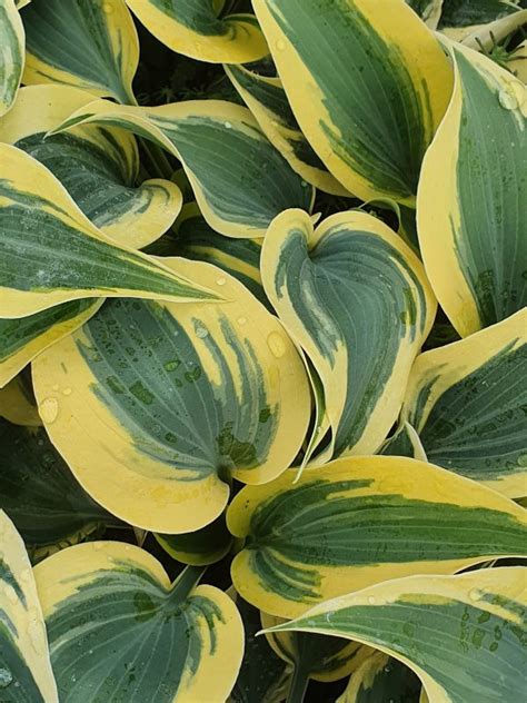 Hosta Autumn Frost Shadowland Series Shop Hosta Proctors Nursery