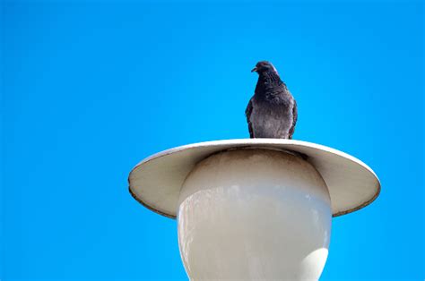 비둘기는 맑은 푸른 하늘을 배경으로 등불에 앉아 있다 공원의 하얀 가로등에 앉아있는 도시의 비둘기 가로등에 대한 스톡 사진 및 기타 이미지 Istock