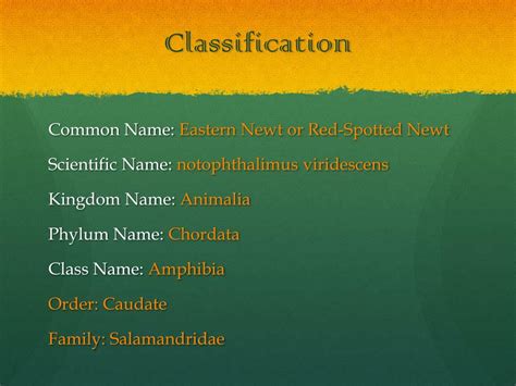 Ppt Eastern Newt Powerpoint Presentation Free Download Id 2215185