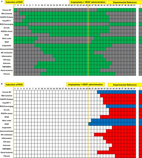 simulation of rvd treated with co adjuvant renal angioplasty and vegf