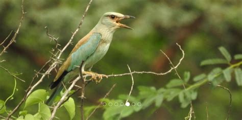 Delhi Biodiversity Parks Urban Nature Atlas