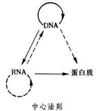 分子生物学中心法则 遗传信息dna传给rna Rna传给蛋白质 实现信息转录翻译 蛋白质参与 Dna间复制 噬菌体 知乎