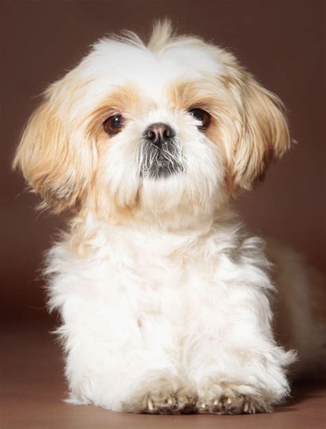 Noms Shih Tzu Des Idées Adorables à Géniales Pour Nommer Votre Chiot Volta