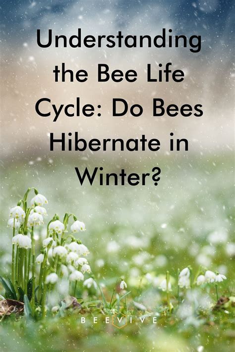 Understanding The Bee Life Cycle Do Bees Hibernate In Winter Artofit